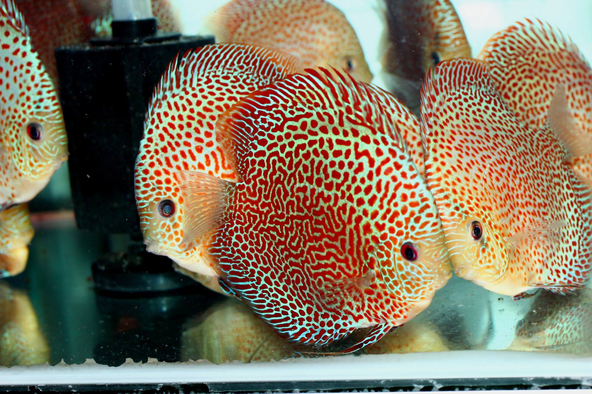 Chai Discus | Chai Discus Farm