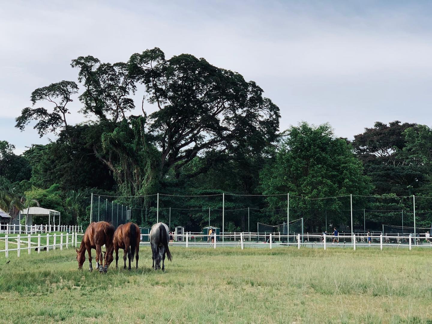 Horsecity Gallop Stable @ Horse Garden - Horsecity